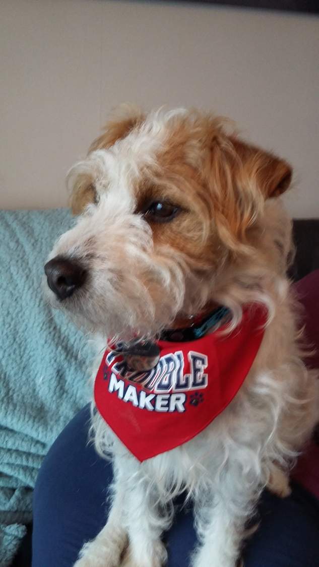 Solve Murphy. jigsaw puzzle online with 45 pieces