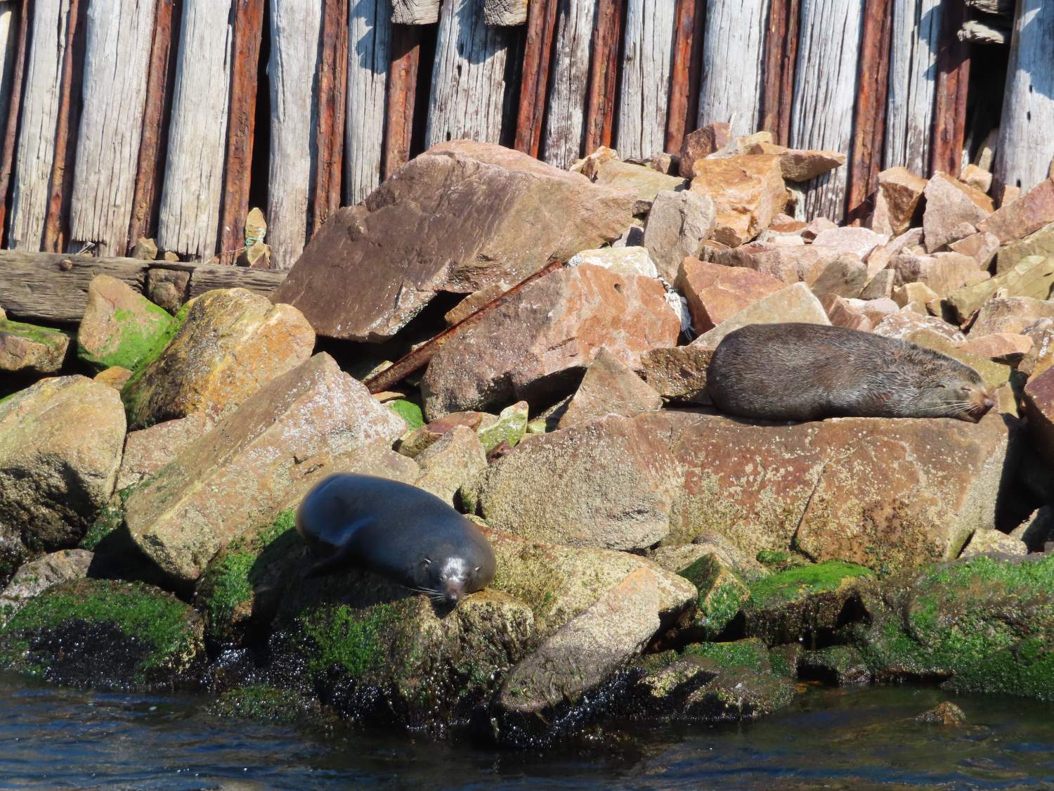 Solve Seals sunbathing jigsaw puzzle online with 80 pieces