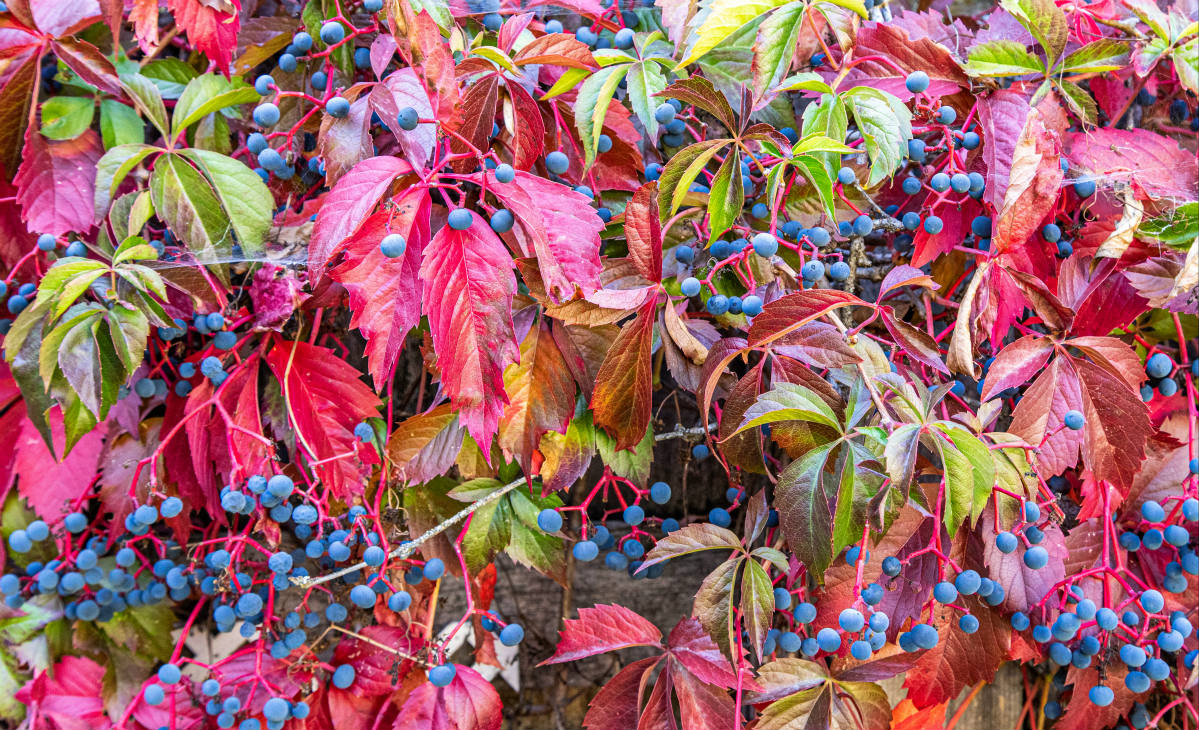 Solve A BERRY CHALLENGING PUZZLE jigsaw puzzle online with 77 pieces