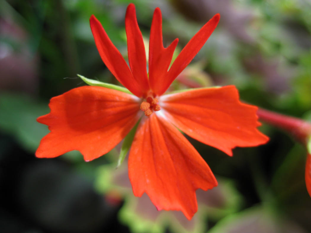 Solve Geranium jigsaw puzzle online with 30 pieces