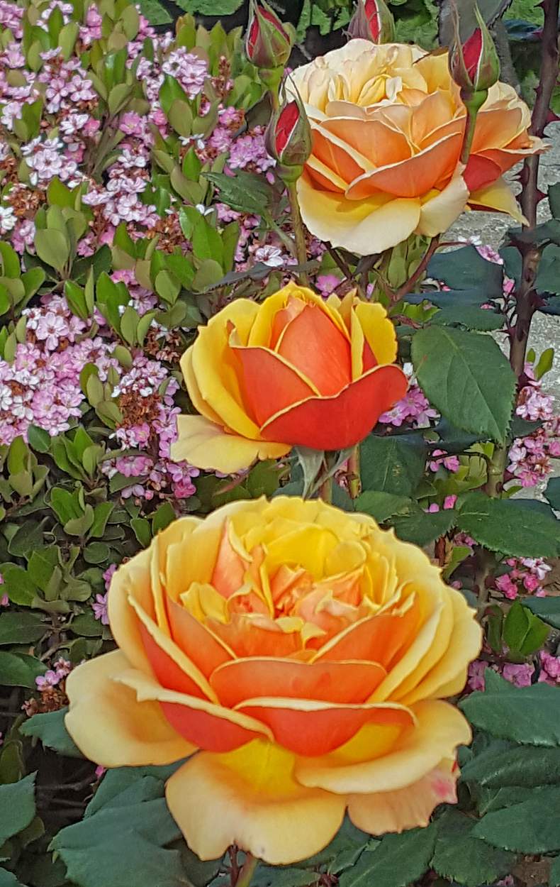 Solve Three Roses in a Row jigsaw puzzle online with 60 pieces