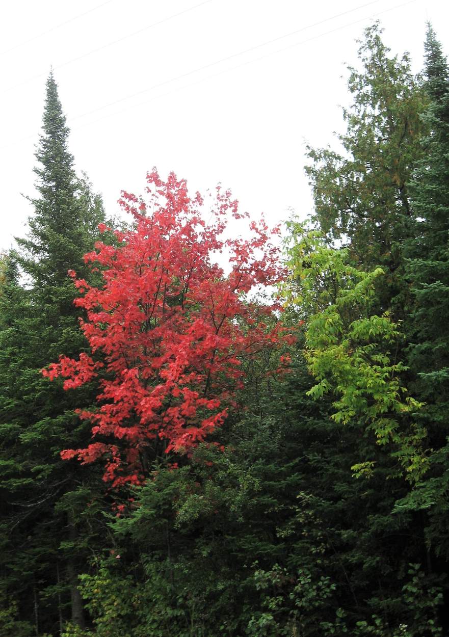 Solve Flaming tree jigsaw puzzle online with 70 pieces