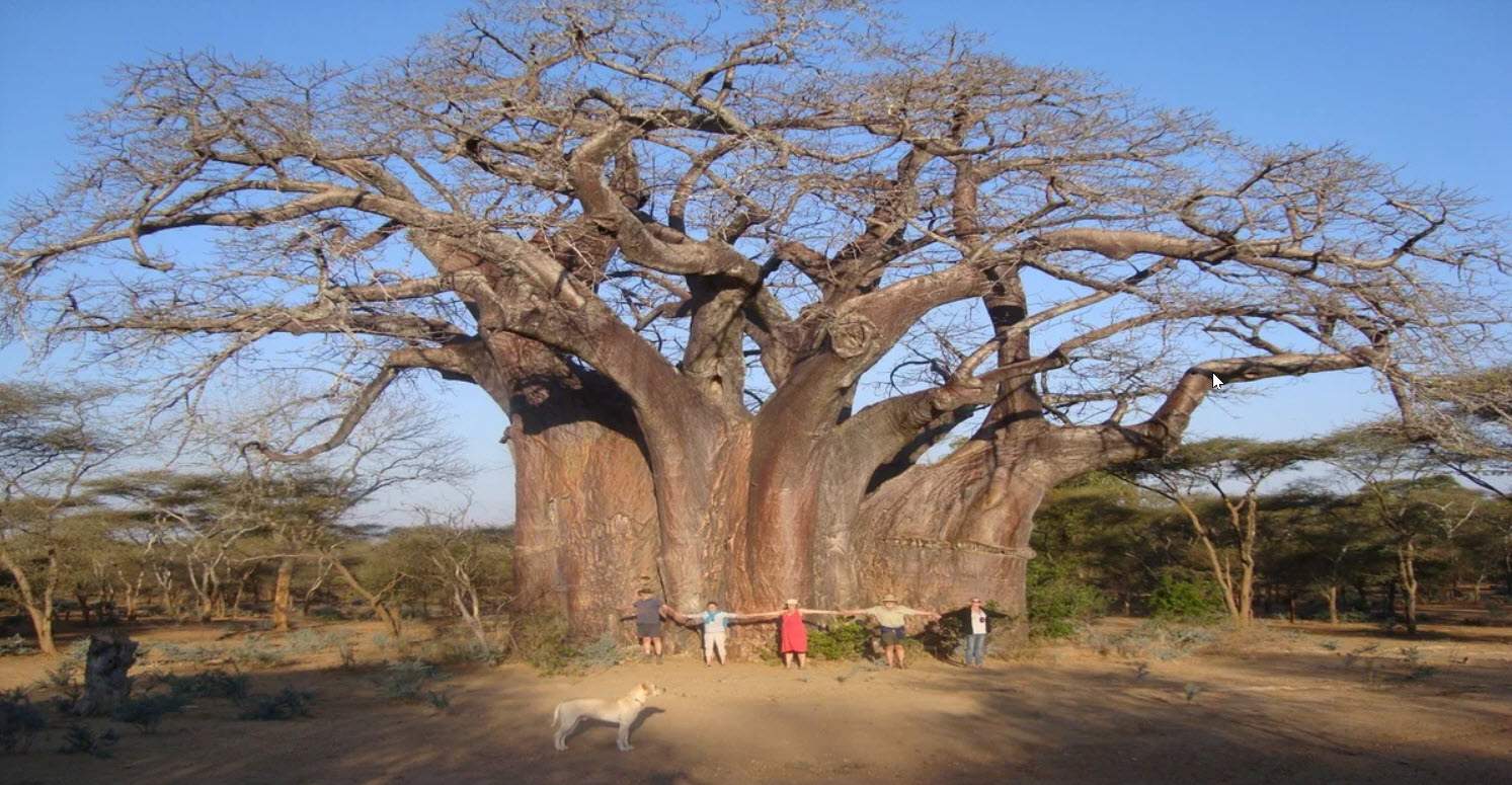 Solve Baobab tree in Zimbabwe jigsaw puzzle online with 98 pieces
