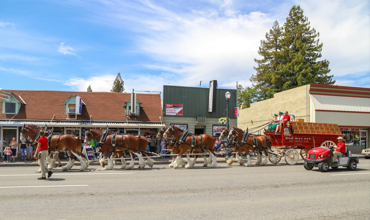 Solve THE BUDWEISER CLYDESDALES jigsaw puzzle online with 104 pieces