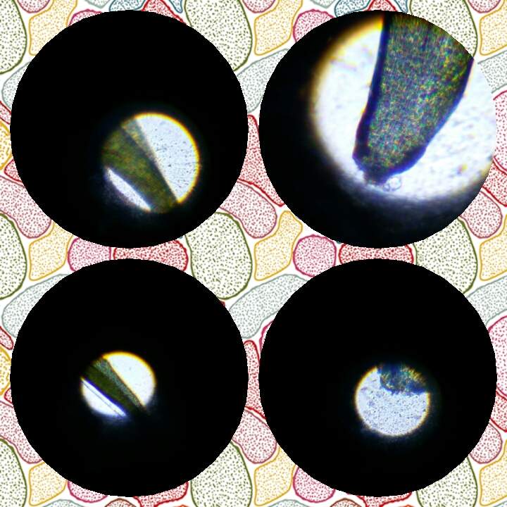 Solve Microscope image jigsaw puzzle online with 36 pieces