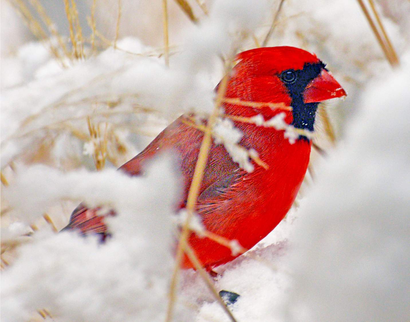 Solve Birds in the Snow jigsaw puzzle online with 80 pieces