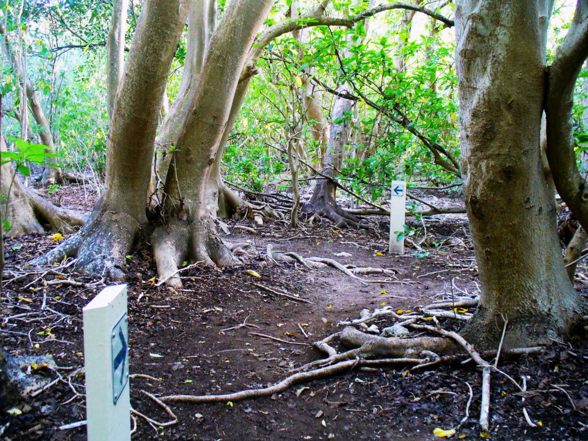 Solve A track through the pisonia forest. jigsaw puzzle online with 48 ...