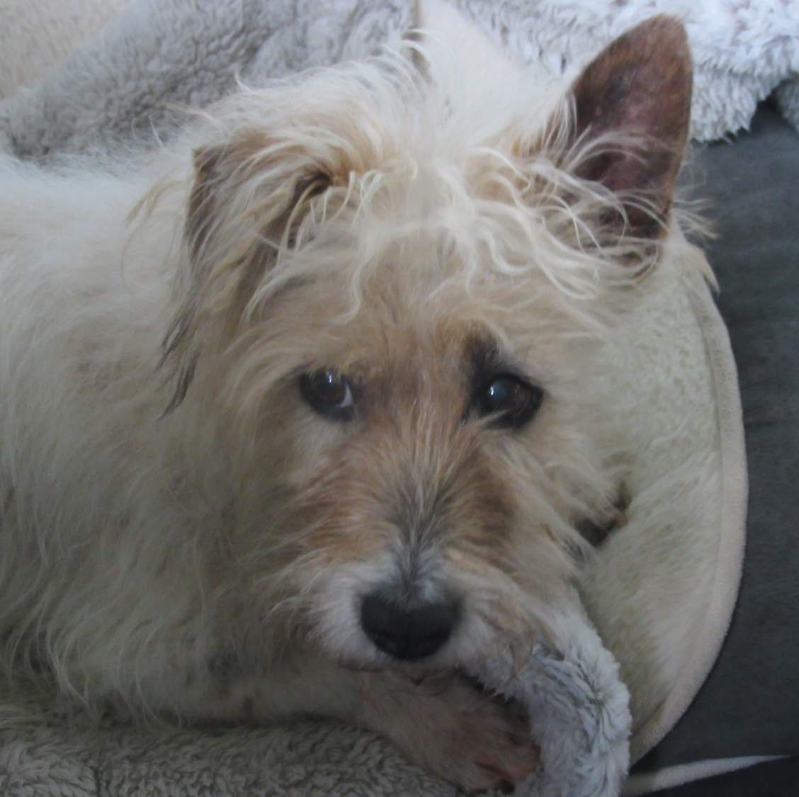 Solve pheep jigsaw puzzle online with 49 pieces