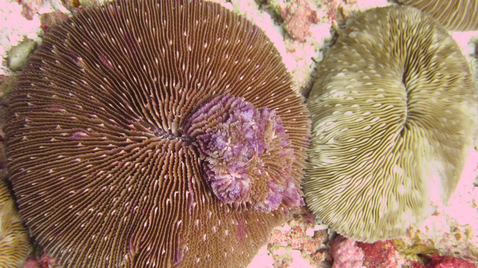 Solve Coral Kingman Reef jigsaw puzzle online with 91 pieces