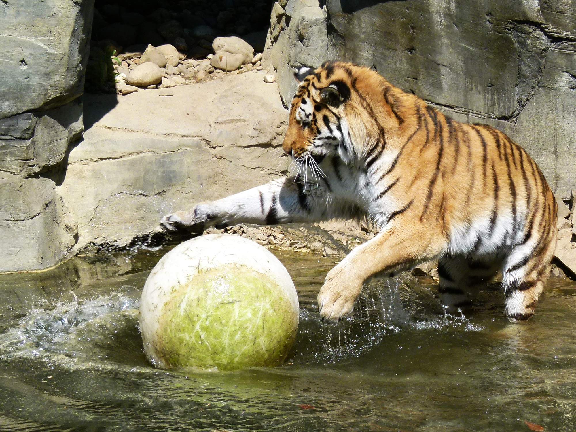 Solve Tiger spielt Wasserball jigsaw puzzle online with 352 pieces