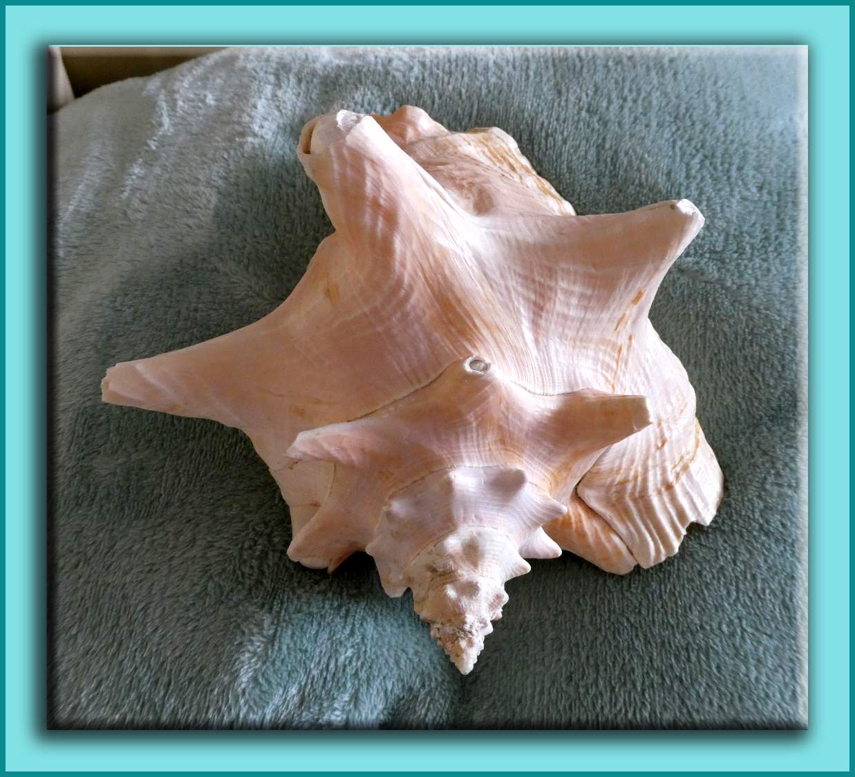 Solve Shell from Bali, honeymoon souvenir. Schelp uit Bali, huwelijks ...