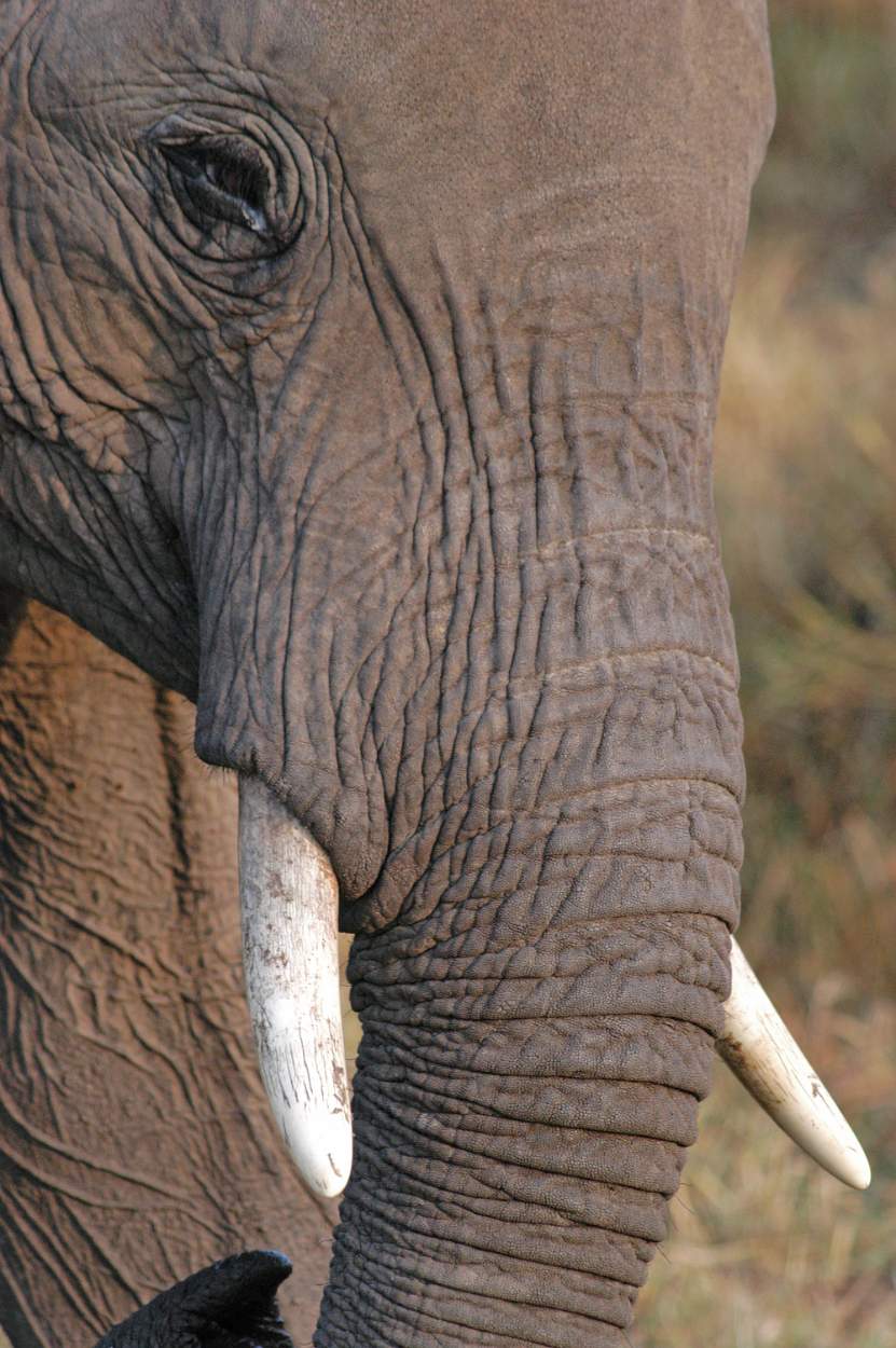 Solve Stately Elephant jigsaw puzzle online with 70 pieces