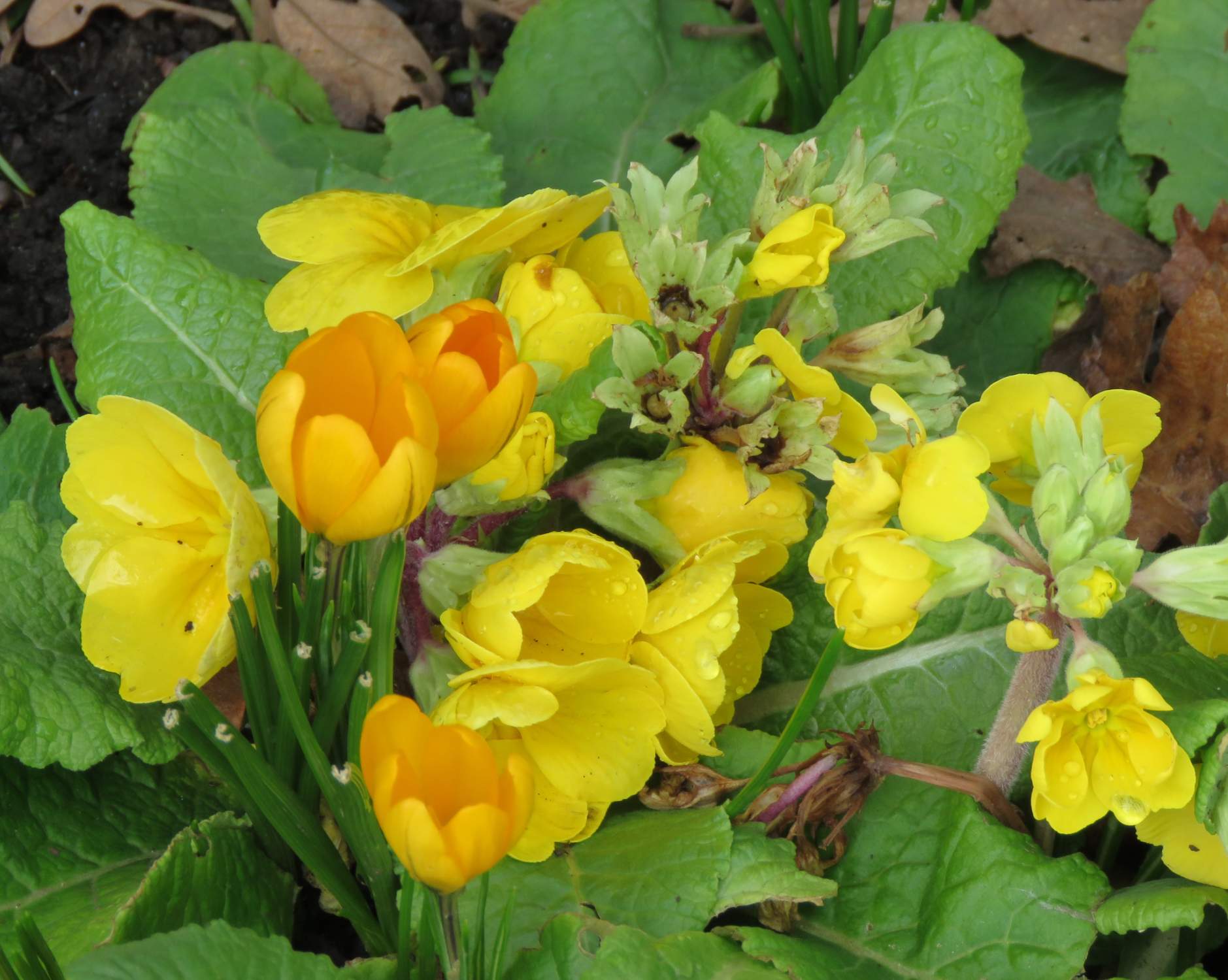 Solve Primula and Crocus (Large) jigsaw puzzle online with 594 pieces
