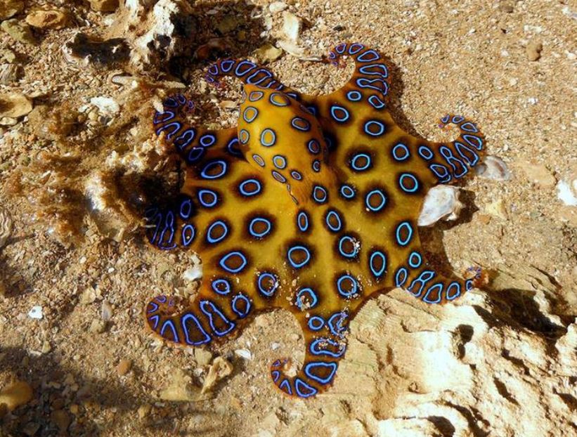 Solve Blue-ringed Octopus jigsaw puzzle online with 48 pieces
