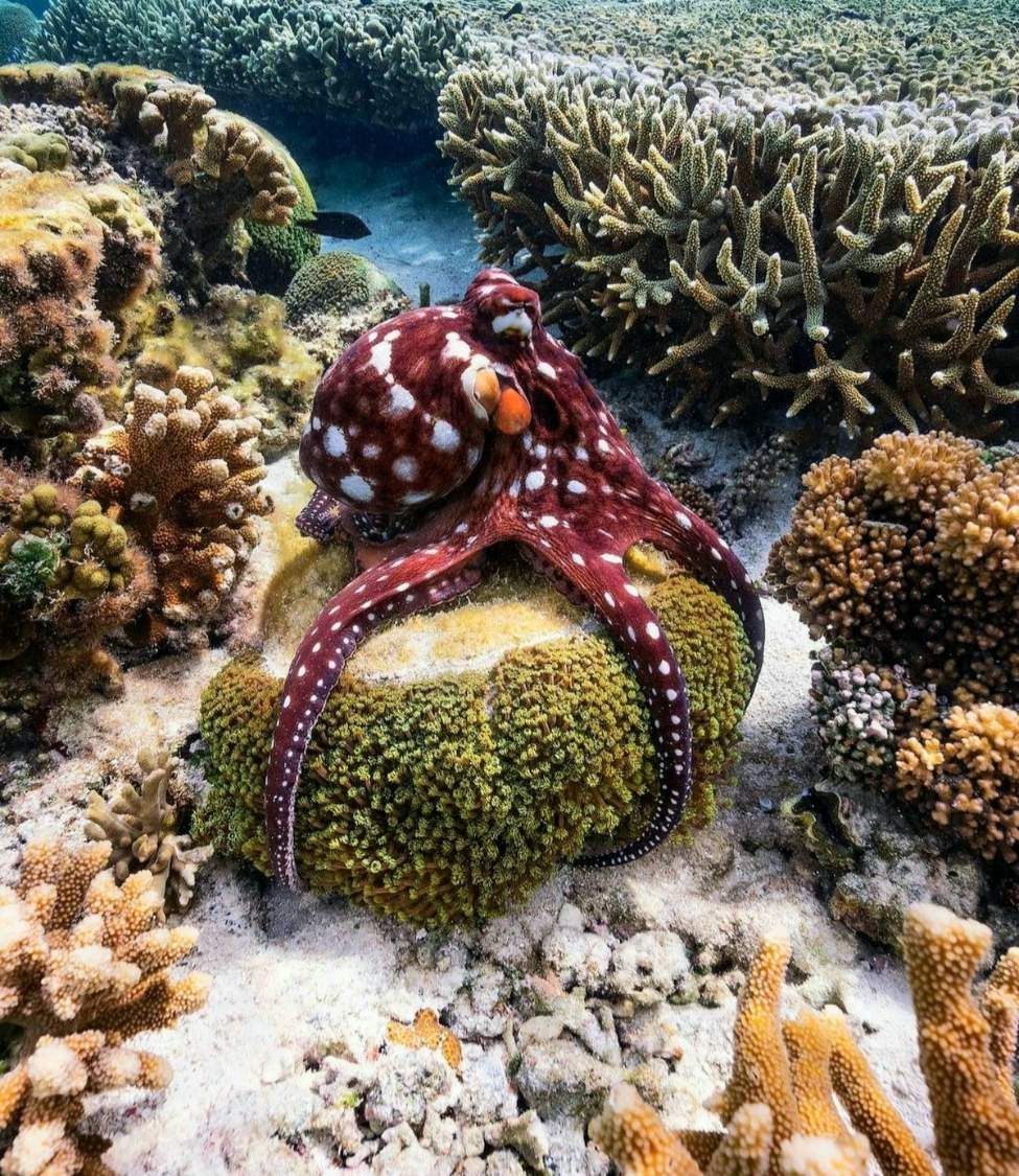 Solve I love octopus!!! jigsaw puzzle online with 72 pieces