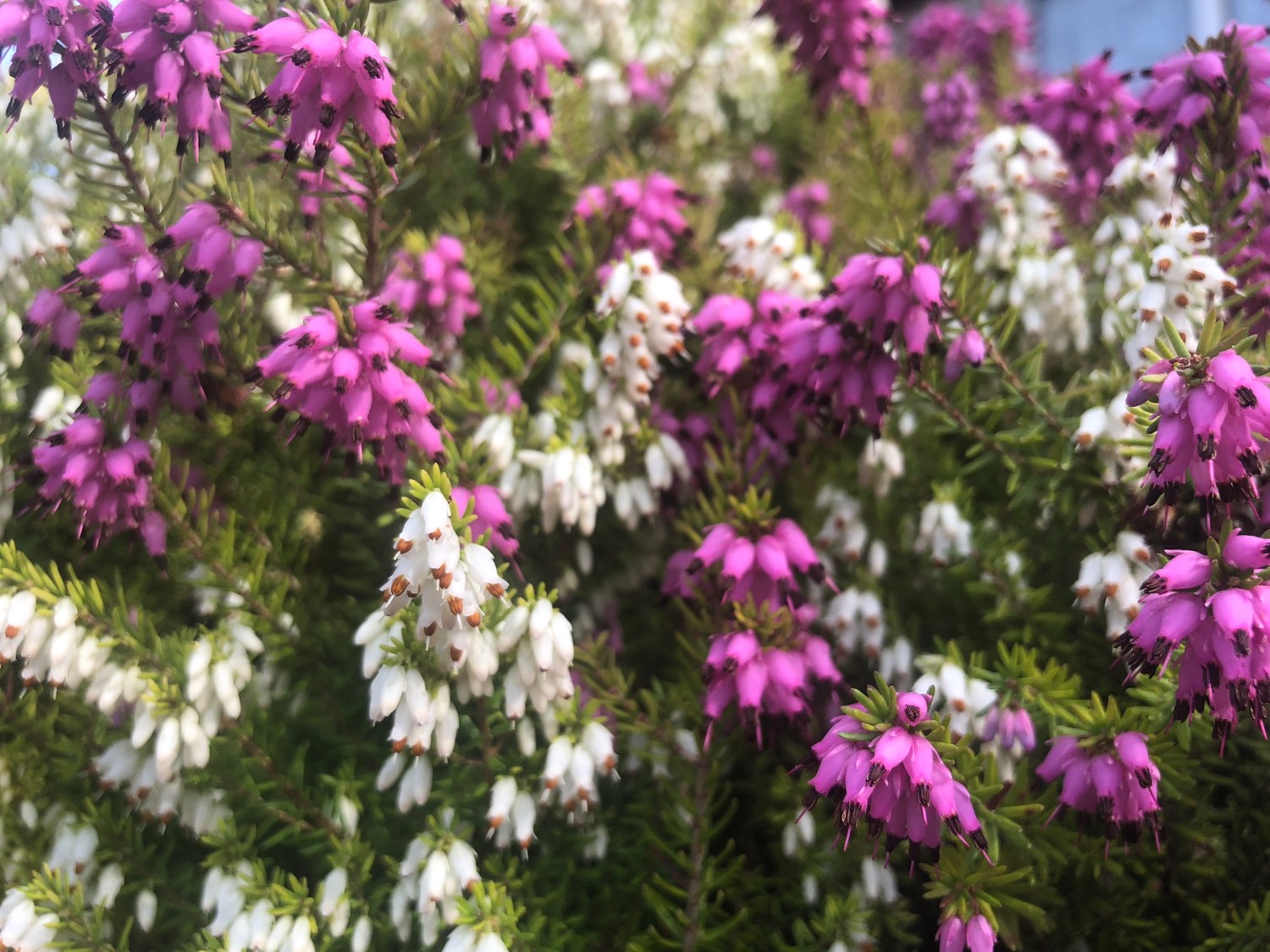 Solve Wild Heather jigsaw puzzle online with 80 pieces
