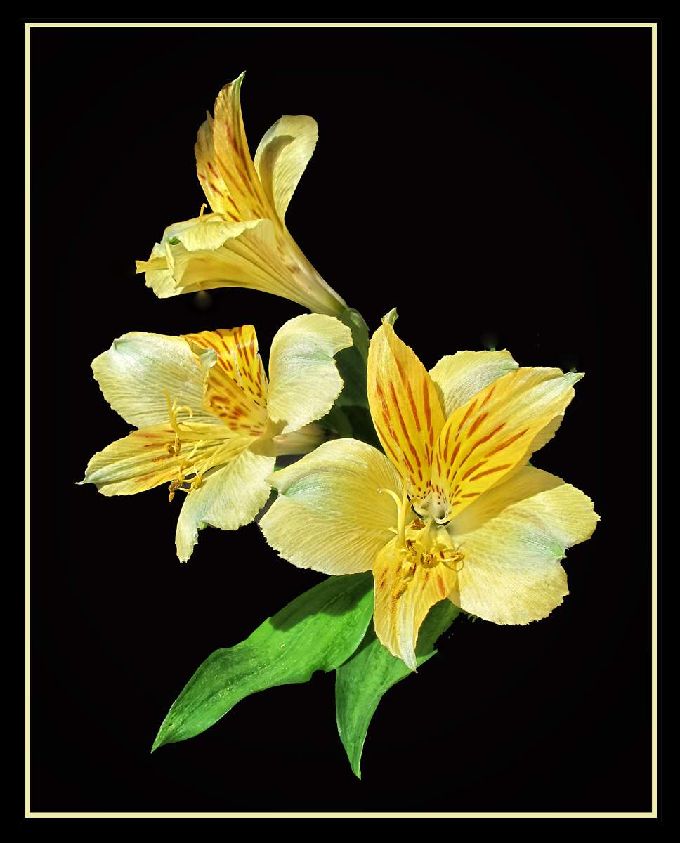 Solve alstroemeria sunshine jigsaw puzzle online with 99 pieces