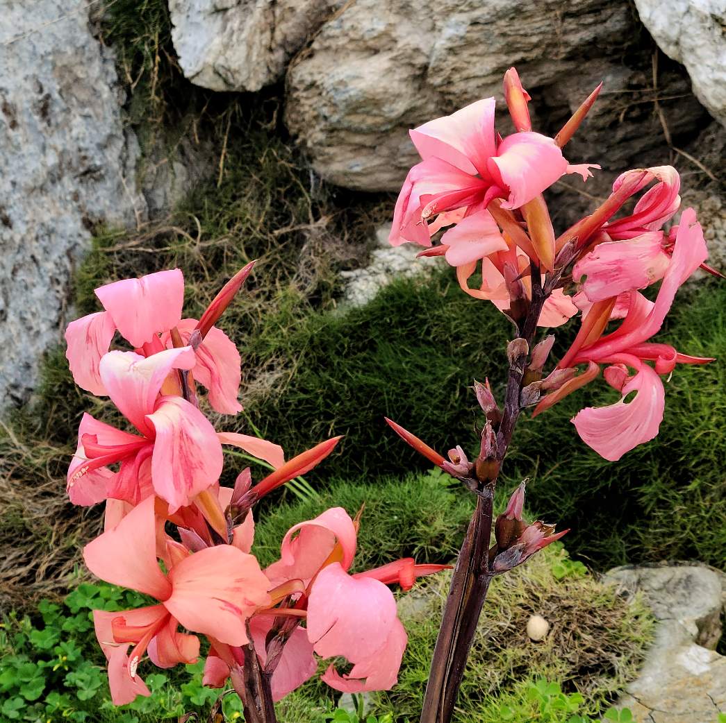Solve Pink Canna Lilies on Rocks jigsaw puzzle online with 25 pieces