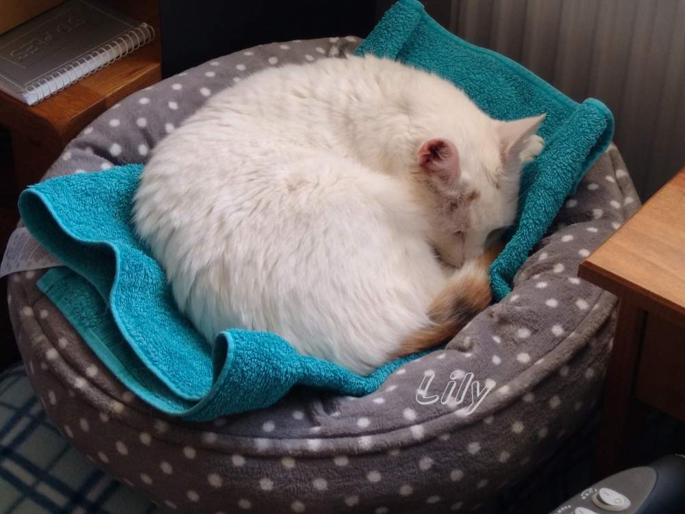 Solve Lily 0037 Sleeping In The Doughnut Bed Jigsaw Puzzle Online