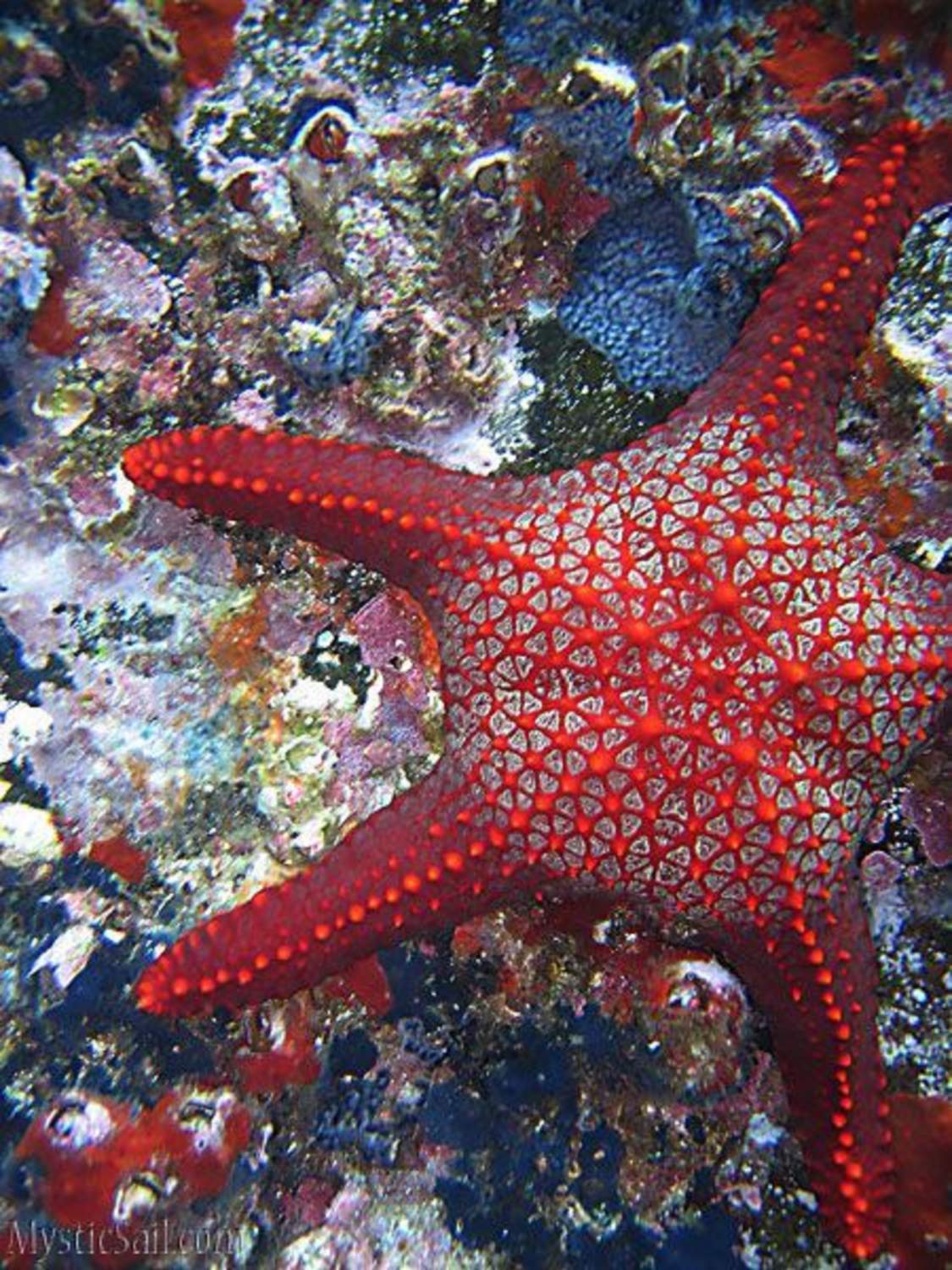 Solve Panamic cushion star, Cortez starfish or knobby star jigsaw ...