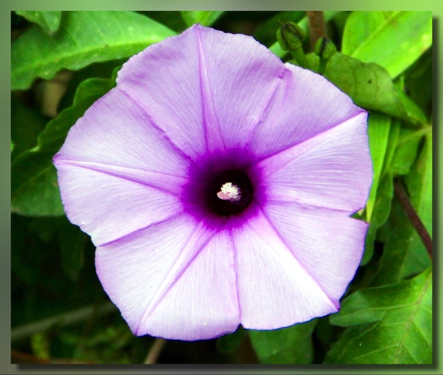 Jigsaw Puzzle | Ipomoea cairica | 9 pieces | Jigidi