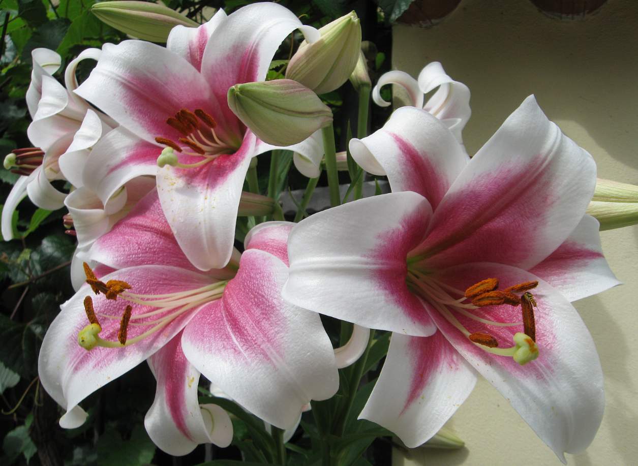 Solve Lilije - Lilies jigsaw puzzle online with 24 pieces