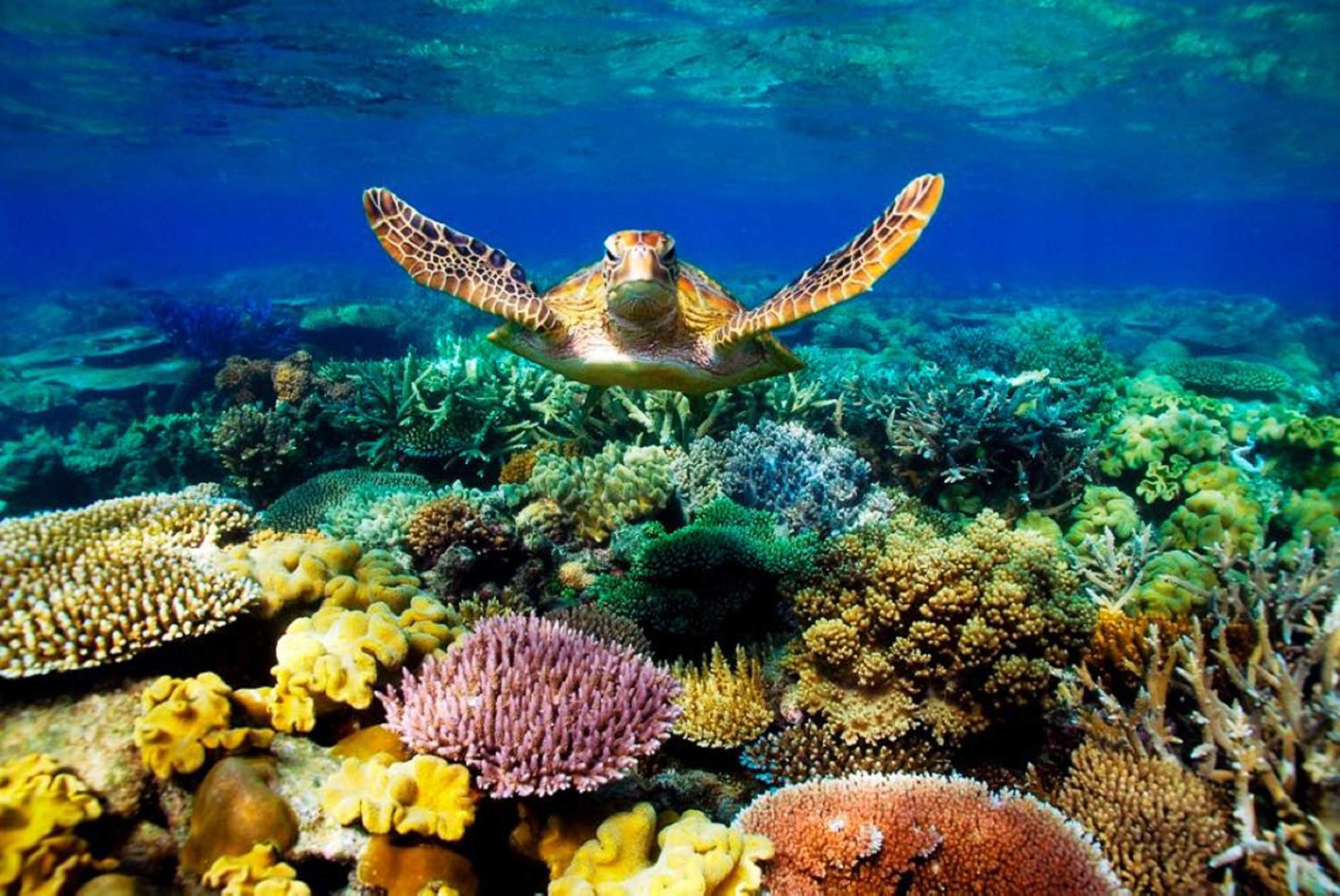 Solve It's World Reef Awareness Day jigsaw puzzle online with 468 pieces