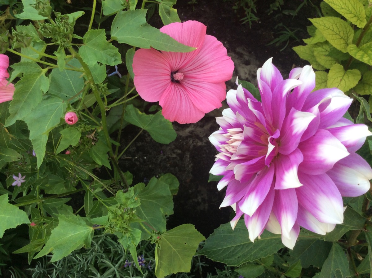 Solve Bloemen jigsaw puzzle online with 88 pieces