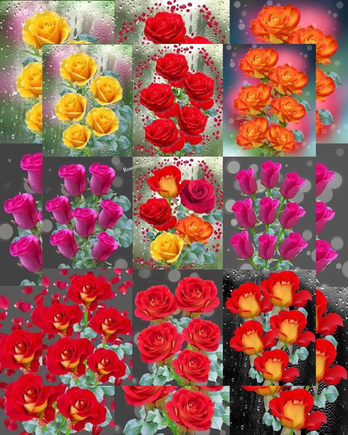 Solve Roses jigsaw puzzle online with 285 pieces