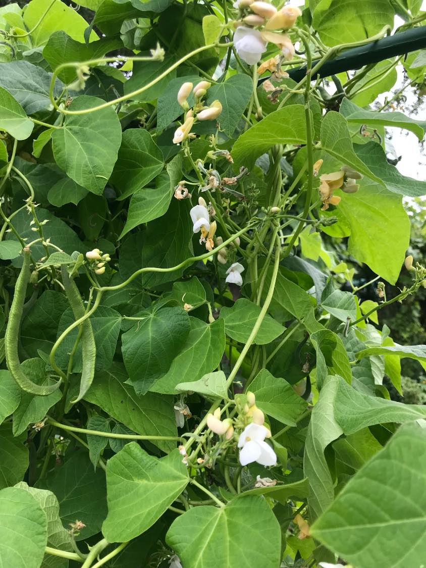 Solve Our beans jigsaw puzzle online with 48 pieces