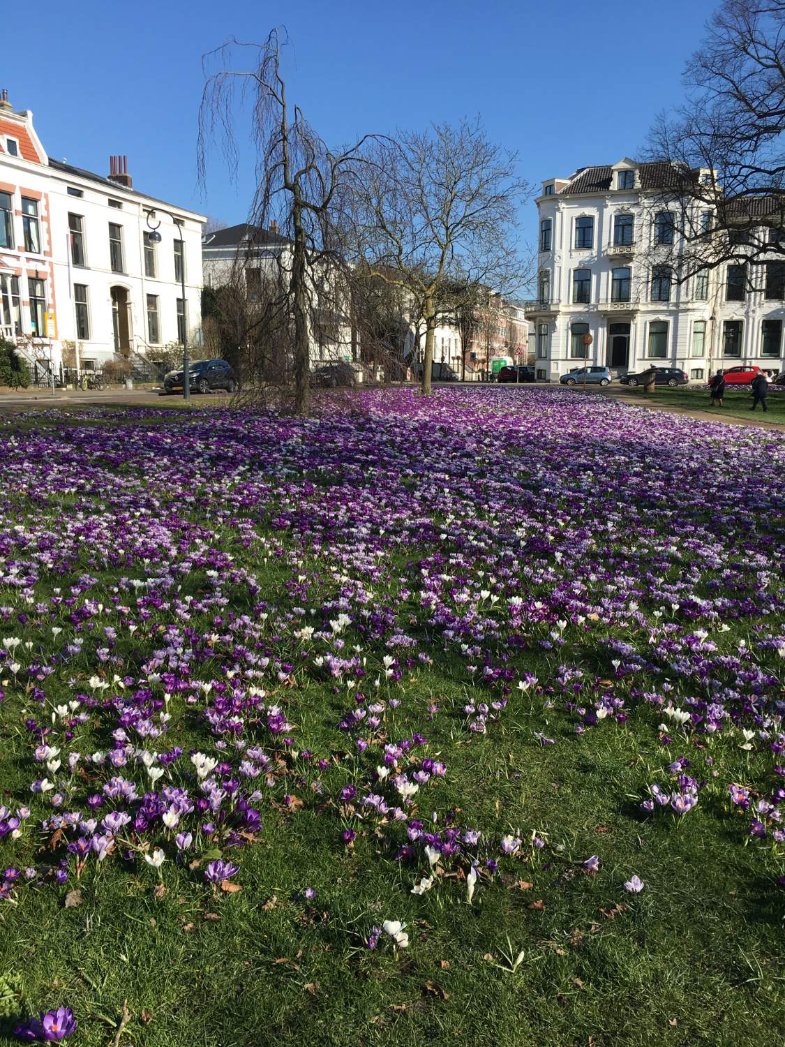 Solve Spring in full swing jigsaw puzzle online with 154 pieces