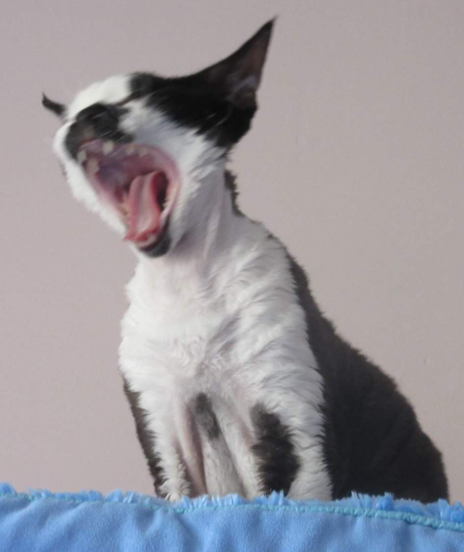 Solve boring!! jigsaw puzzle online with 42 pieces