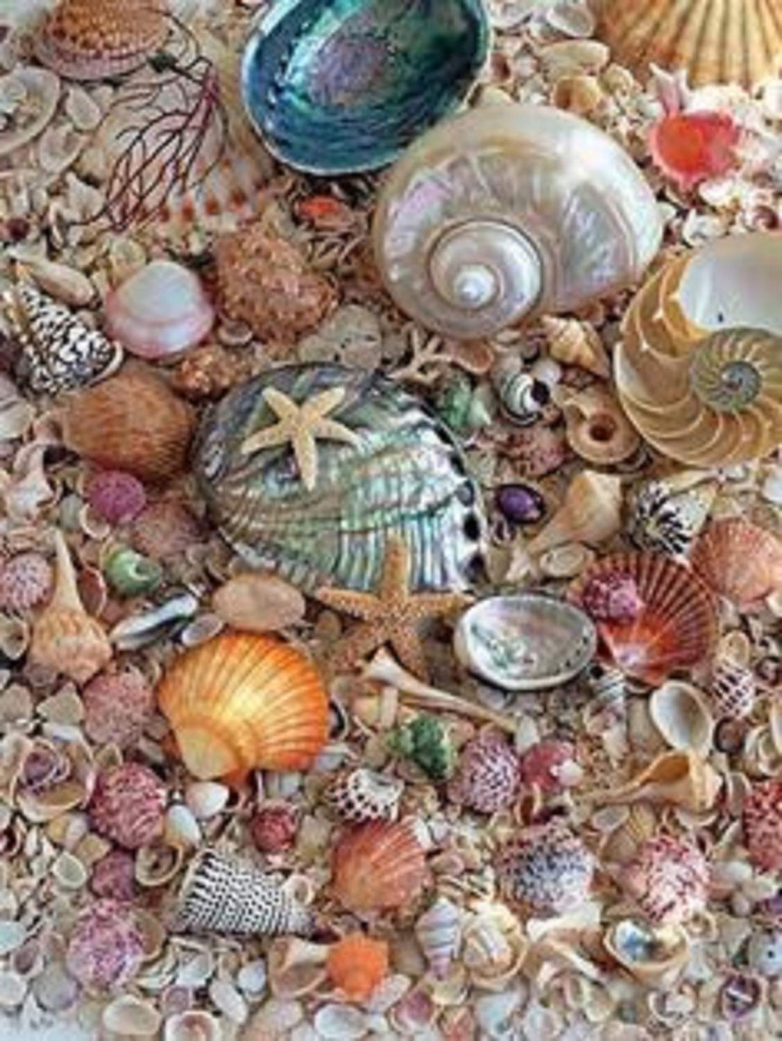 Solve seashells jigsaw puzzle online with 266 pieces
