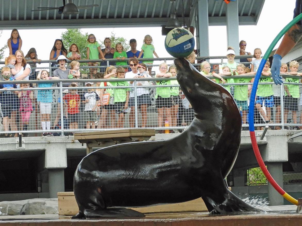 Solve A common seal trick jigsaw puzzle online with 20 pieces