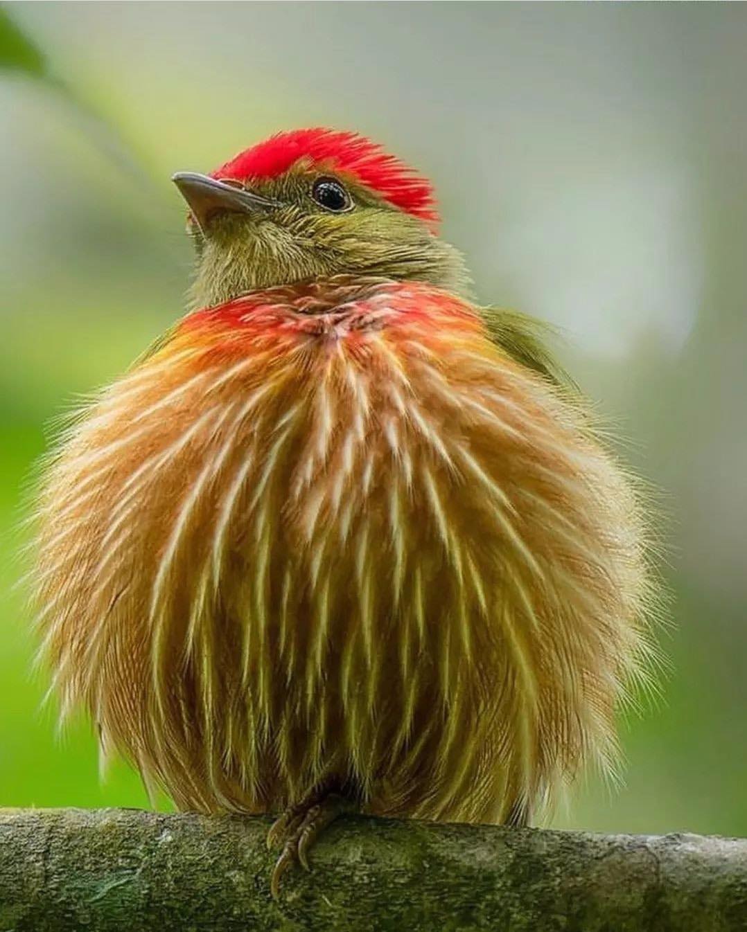 Solve Striolated Manakin. jigsaw puzzle online with 99 pieces