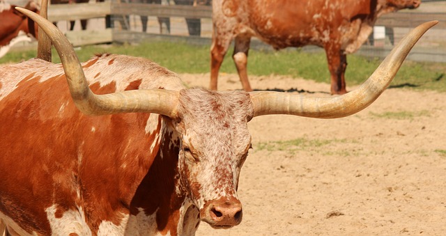 Solve Texas Longhorn Cattle Ranch jigsaw puzzle online with 28 pieces
