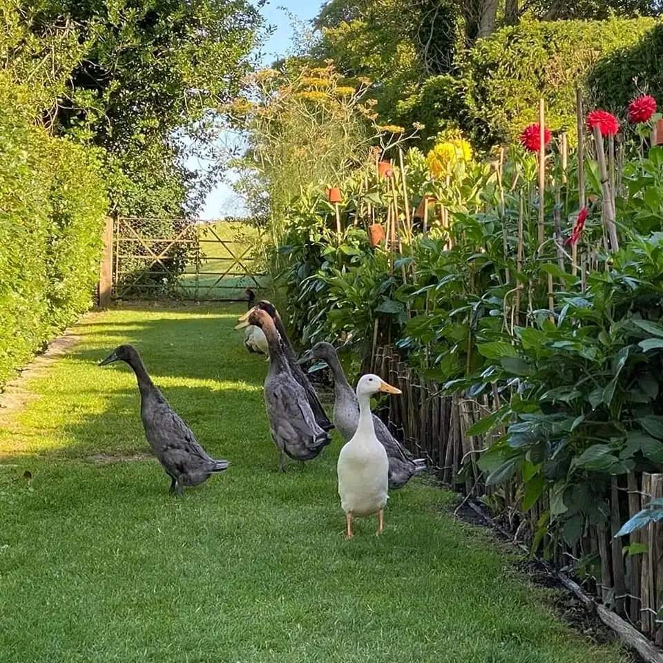 Solve Morning Waddle jigsaw puzzle online with 64 pieces