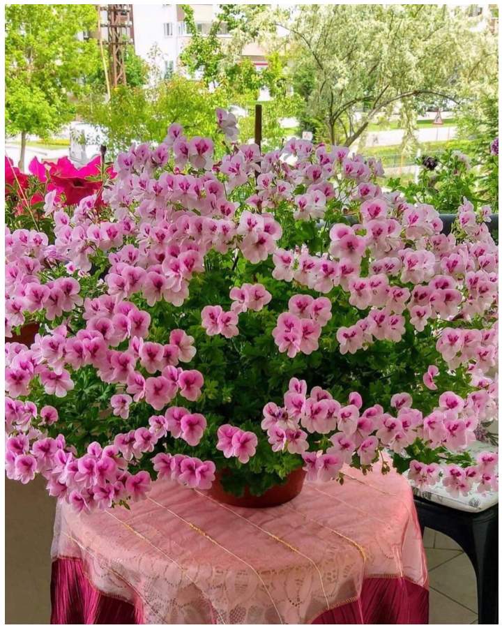 Solve Muskat na terase - Geranium on back yard terrace jigsaw puzzle ...