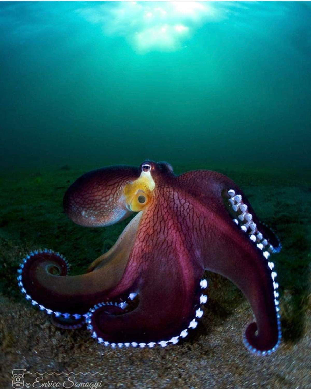Solve Octopus jigsaw puzzle online with 154 pieces