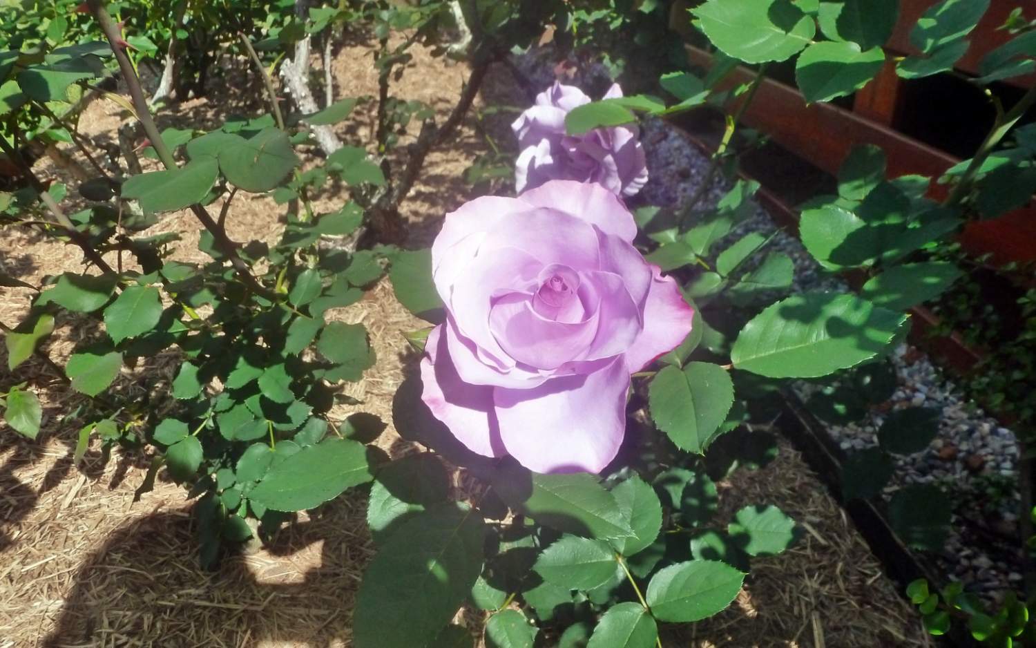 Solve A rare Blue Moon rose jigsaw puzzle online with 54 pieces