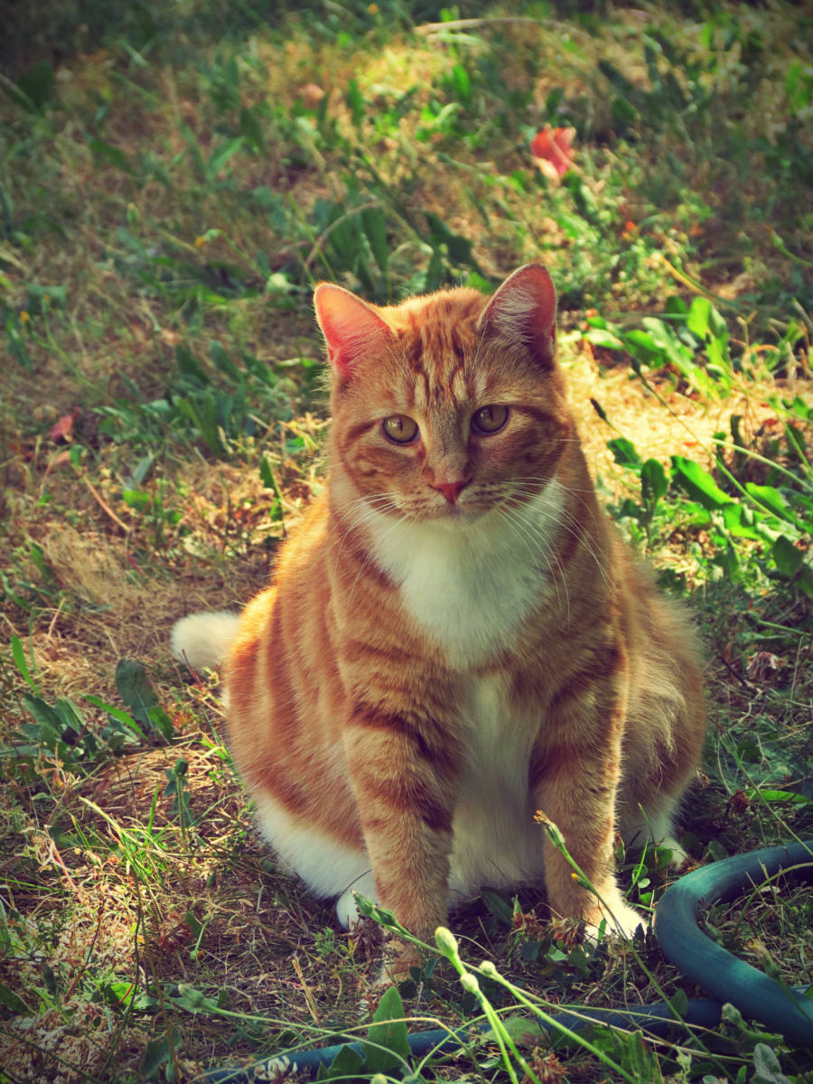 Solve Nacho cat jigsaw puzzle online with 108 pieces