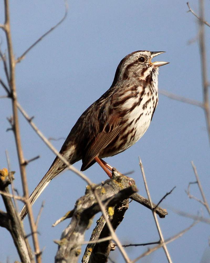 Solve Song Sparrow, Lagoon Trail, Del Mar, California jigsaw puzzle ...