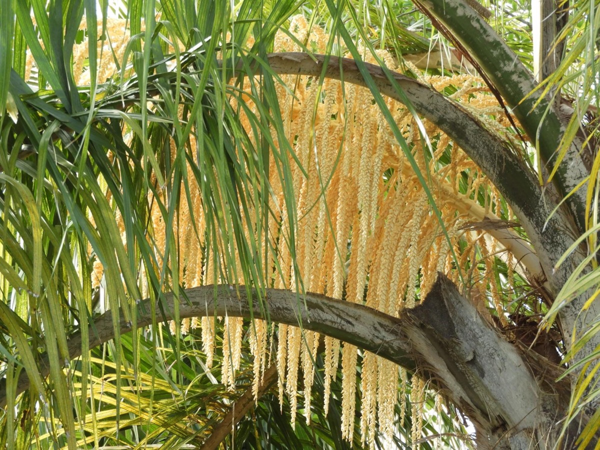 Solve Queen palm bloom jigsaw puzzle online with 80 pieces