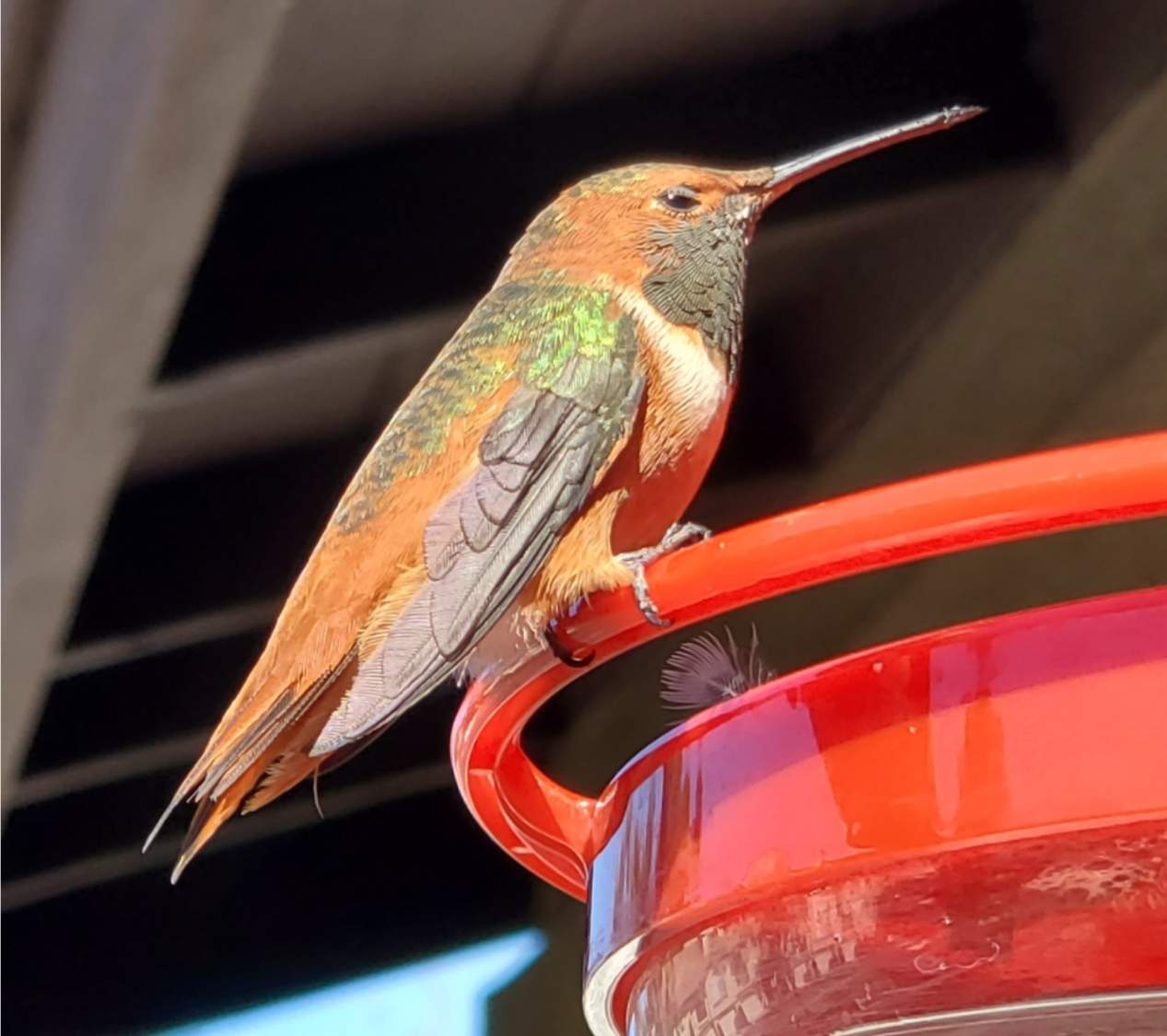 Solve Bad case of the drowsies jigsaw puzzle online with 72 pieces