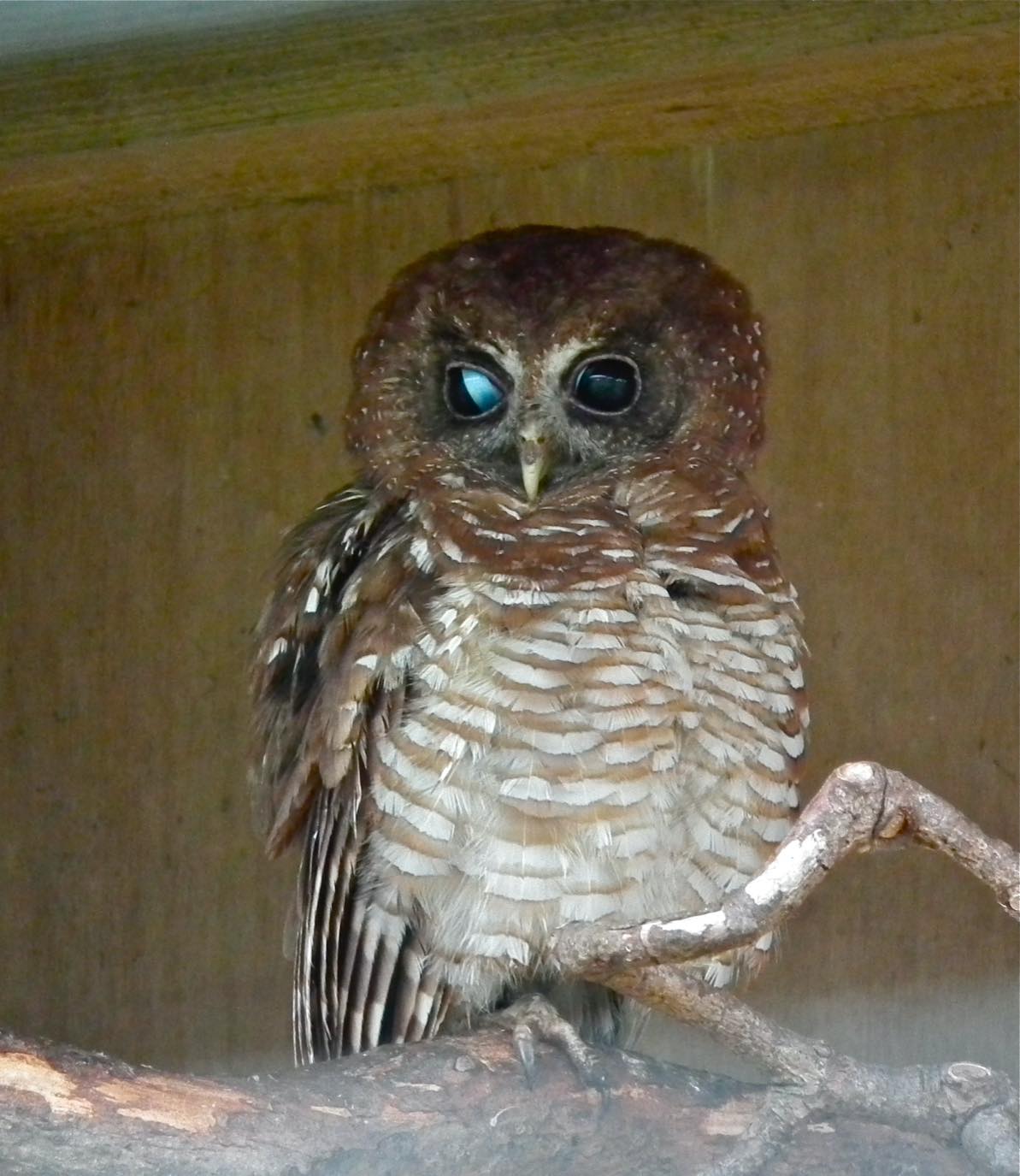 Solve Blinking Owl jigsaw puzzle online with 99 pieces