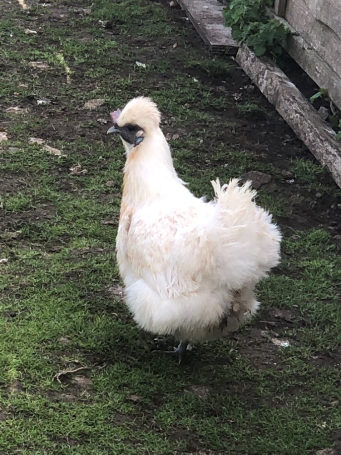 Solve Are you feeling chicken . jigsaw puzzle online with 12 pieces