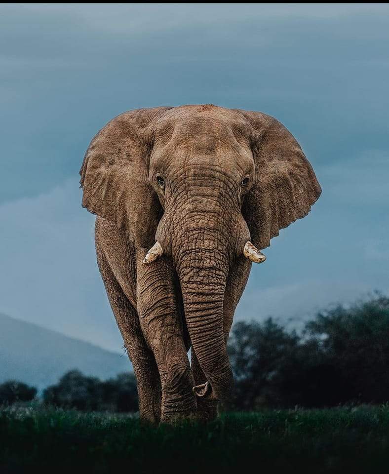 Solve Elephant jigsaw puzzle online with 42 pieces