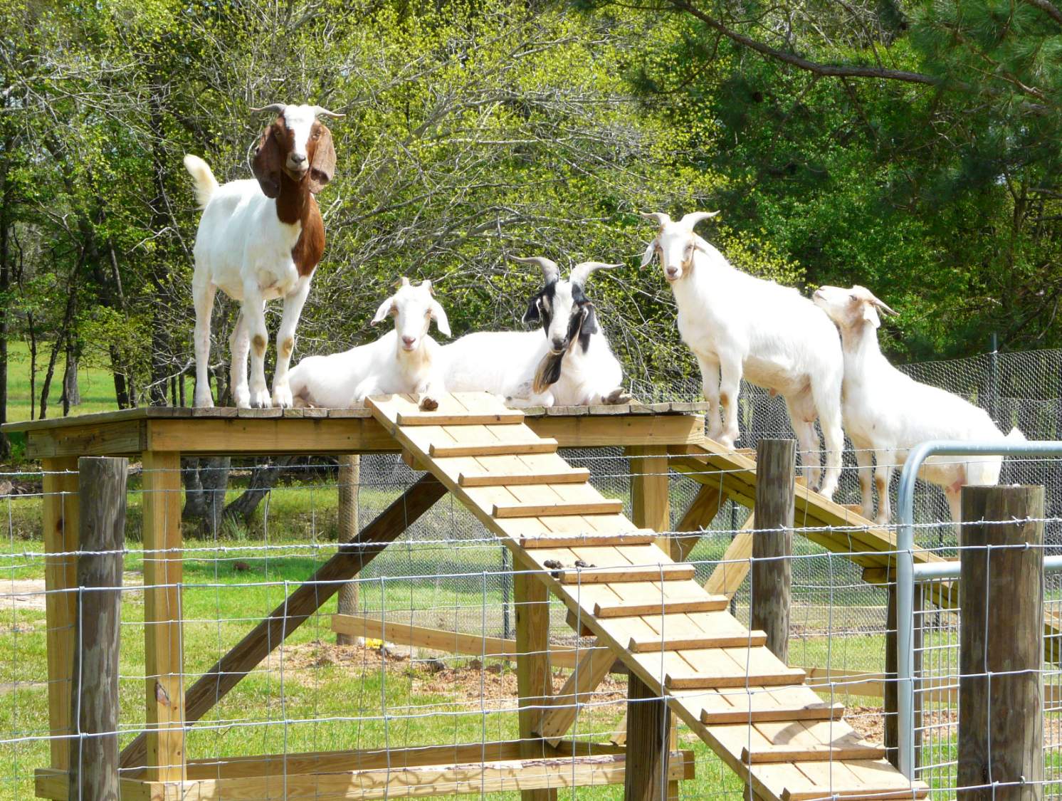 Jigsaw Puzzle | pose for the camera | 99 pieces | Jigidi