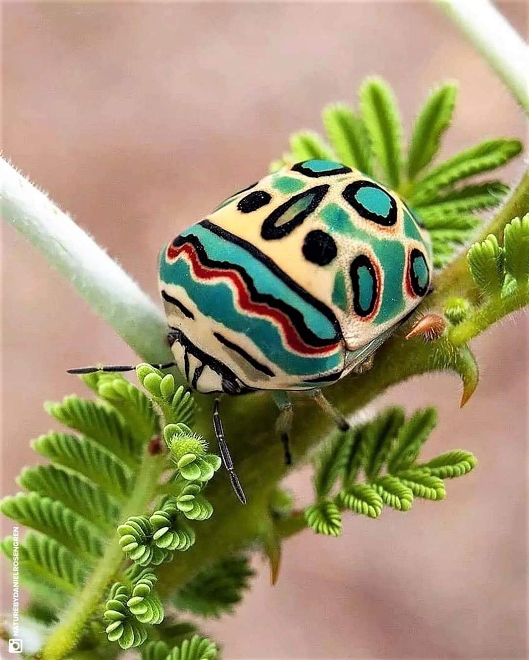 Solve Here is a Picasso bug. jigsaw puzzle online with 130 pieces