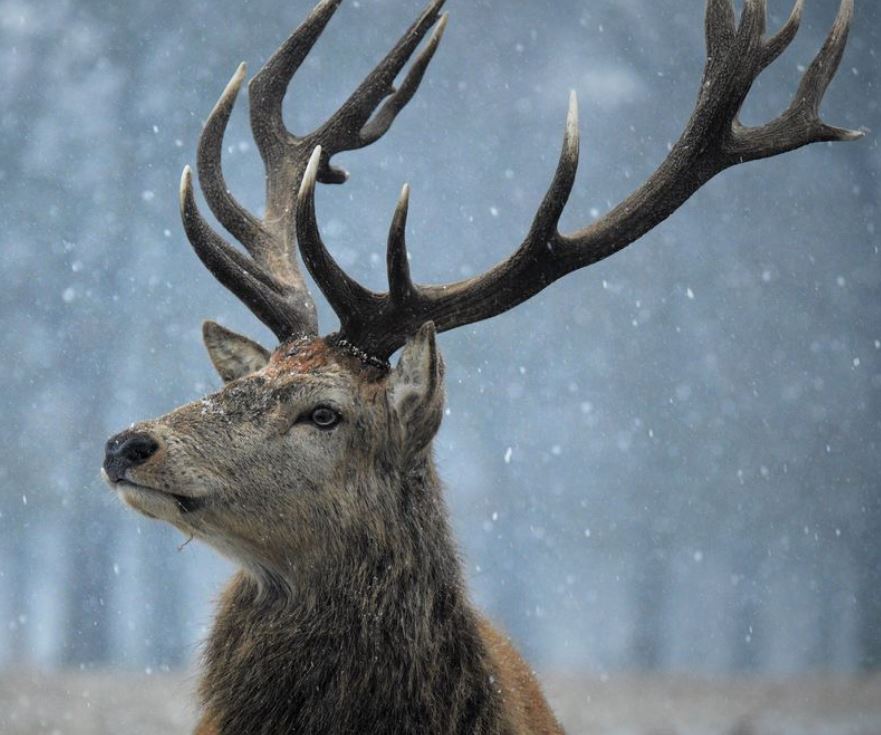 Solve London Zoo Stag jigsaw puzzle online with 56 pieces